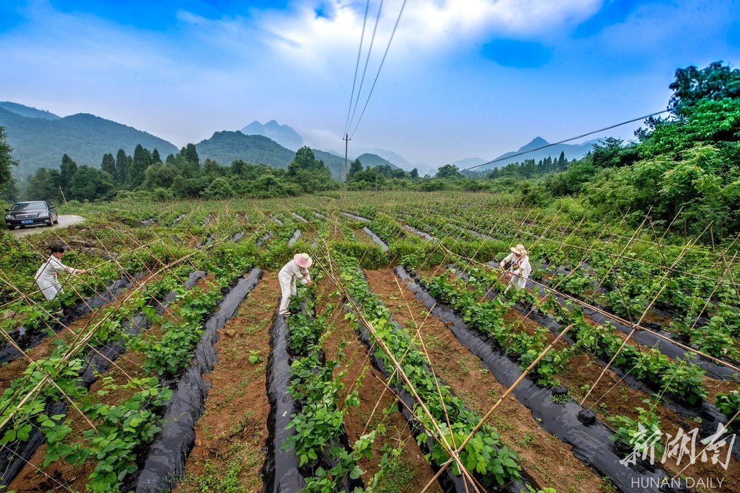 刘俐妍：山中“珍宝”走出农业+的洋气路子 - 湘遇人才 - 新湖南