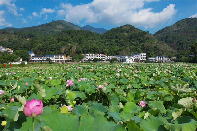 Lotus Flowers Bloom in Hengyang City - Hunan News - 新湖南