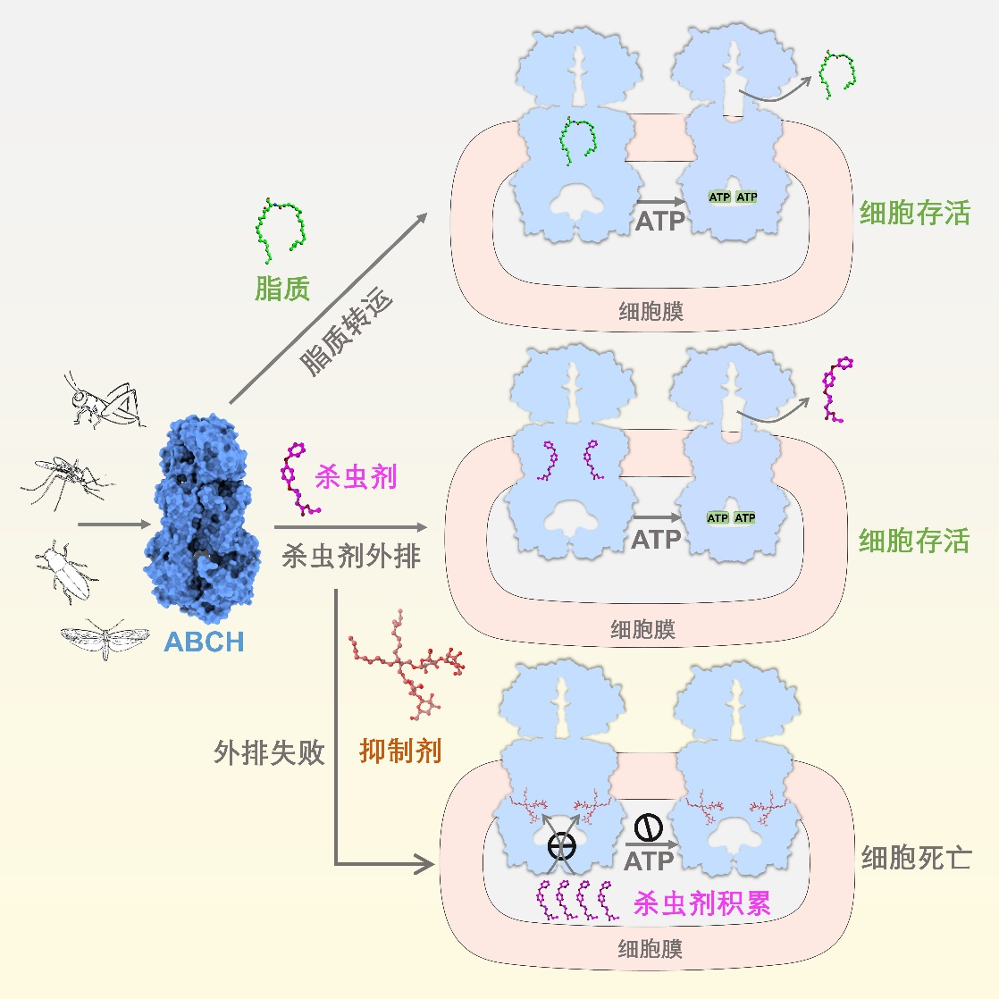 我科学家破解害虫防御和解毒机制 - 科技 - 新湖南