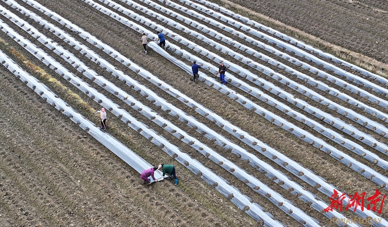 图集|惊蛰时节农事忙 - 资讯 - 新湖南