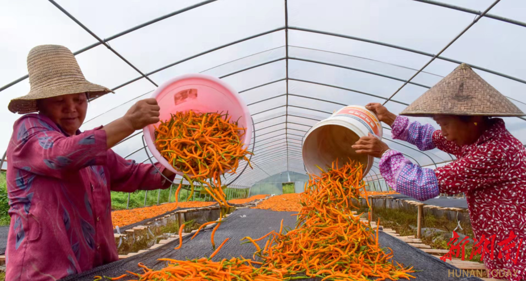 “健康湘菜·食在衡东”之旅12月29日启程，赴一场从田间到舌尖的土菜风味探寻 - 热点关注 - 新湖南